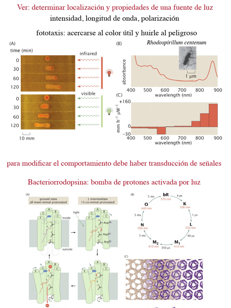 BF 040517 Cap18 3 4 | PDF | Ligero | Electromagnetismo