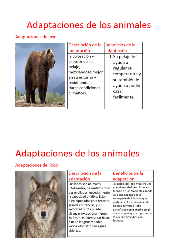 Adaptaciones de Los Animales | PDF