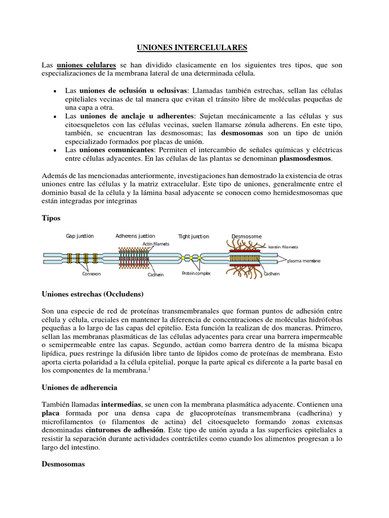 Uniones Intercelulares | PDF | Anatomía Celular | Morfología (biología)