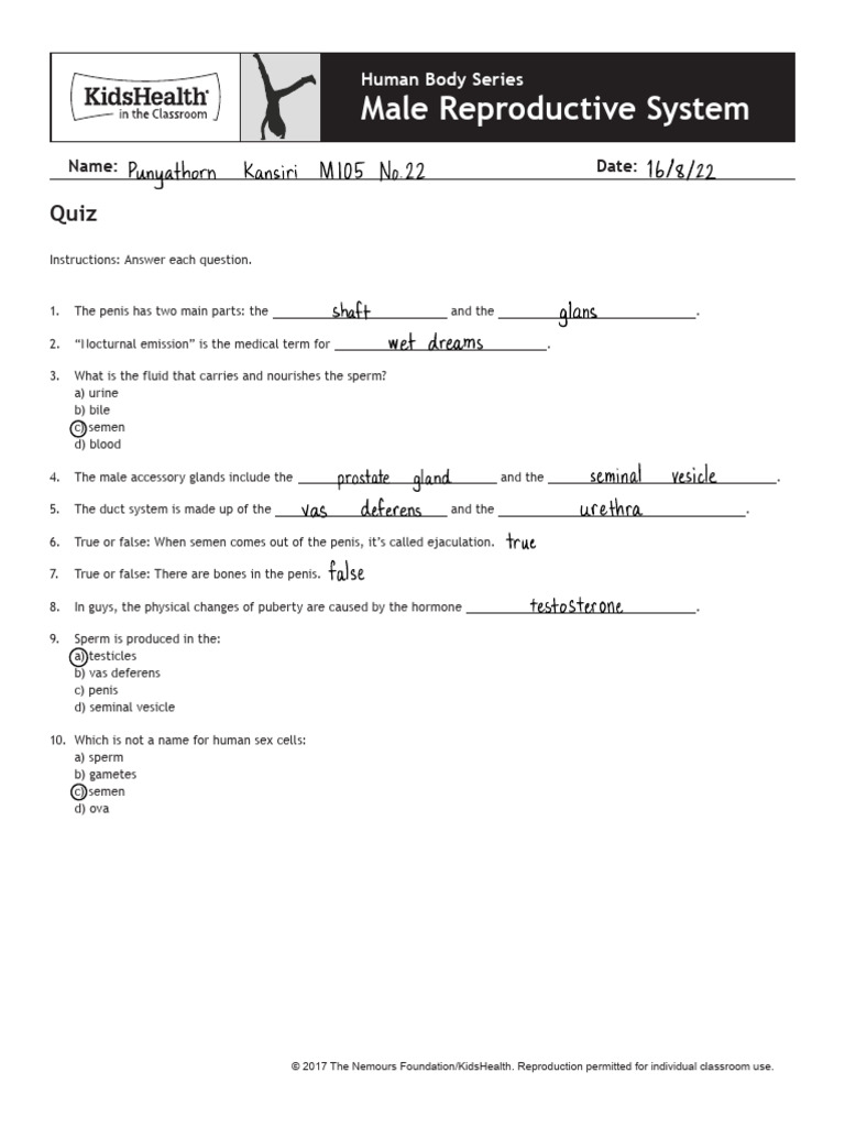 Male Reproductive System 2 | PDF