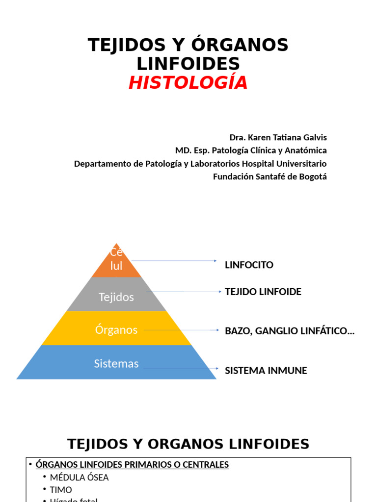 Estructura y Función de Órganos Linfoides | PDF | Linfocitos | Célula T