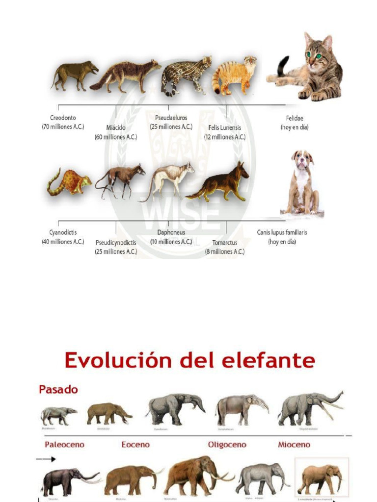 Evolucion de Los Animales Imagenes | PDF