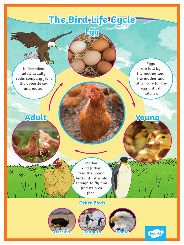 Bird Life Cycle Display Poster | PDF