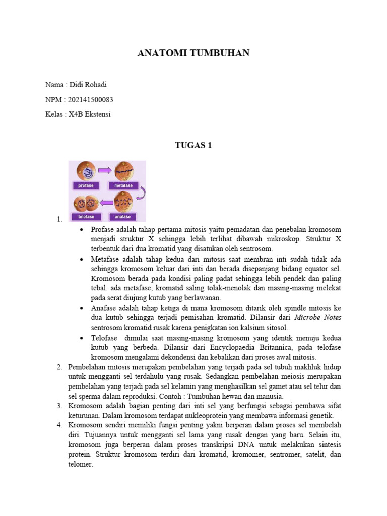Anatomi Tumbuhan Tugas Besar | PDF | Sains & Matematika