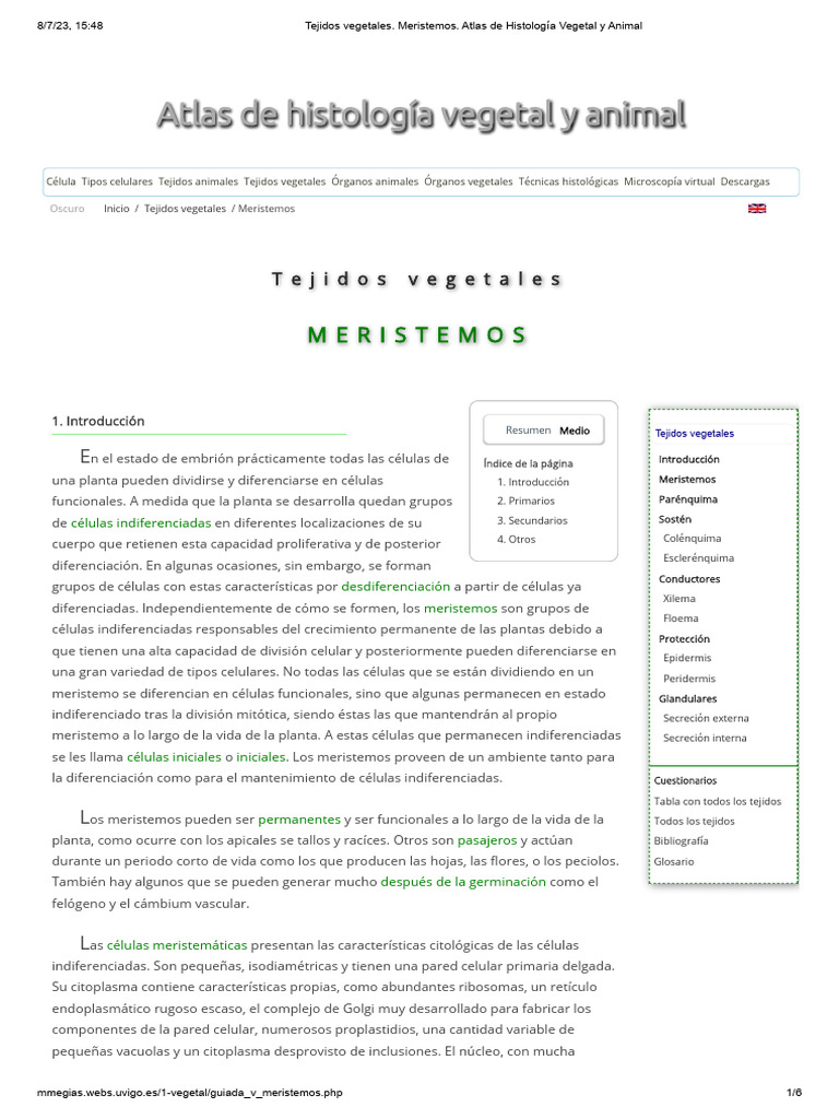 Meristemos en tejidos vegetales | PDF | Tallo de la planta | Raíz