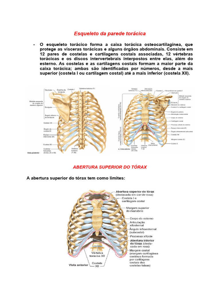 Esqueleto Da Parede Torácica e Aberturas Do Tórax | PDF | Abdômen | Tórax