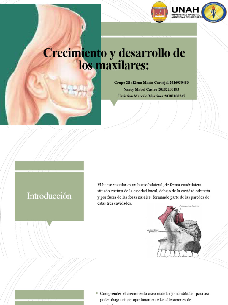 Desarrollo de Los Maxilares | PDF | Cráneo | Hueso