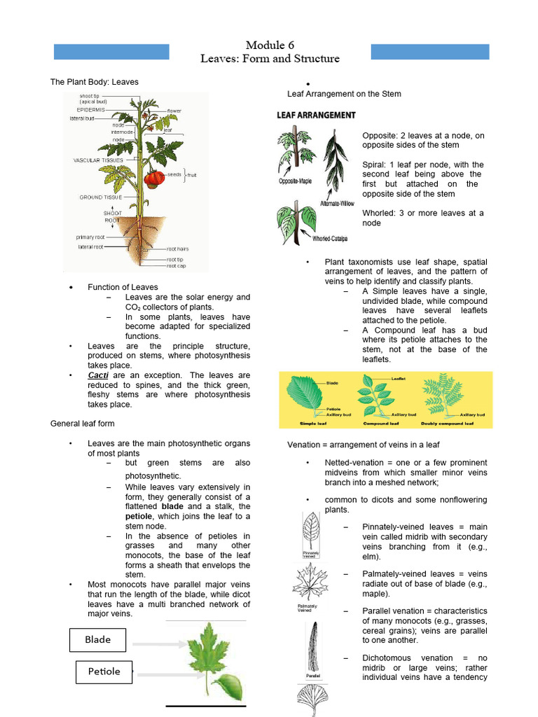 Botany | PDF | Leaf | Root