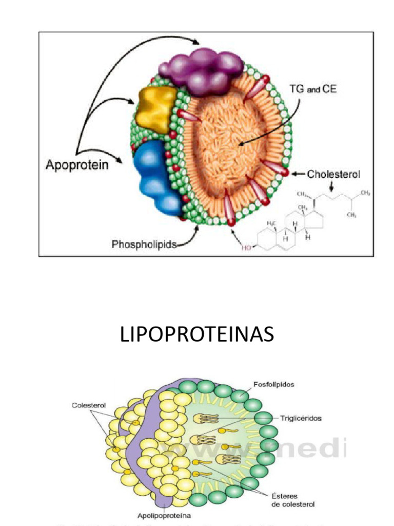 Lipoproteinas 2023 | PDF | Lipoproteína | Lipoproteína de alta densidad