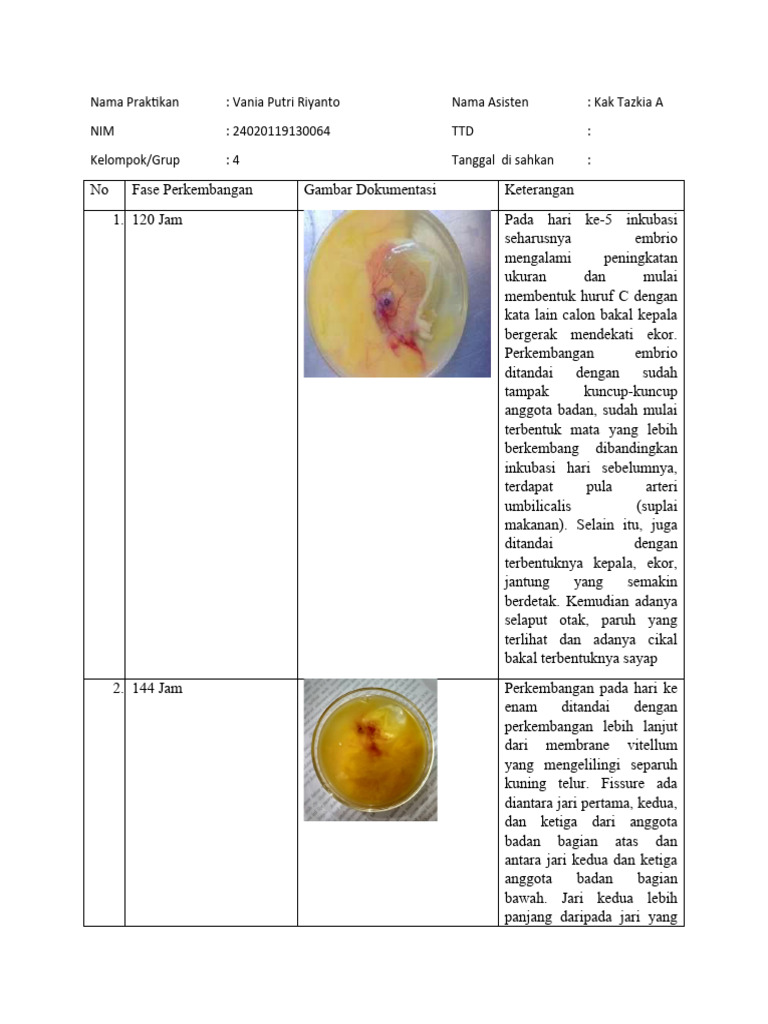 Lapsem Embrio Ayam 96 Jam | PDF