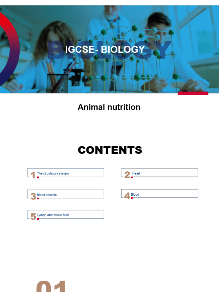 Transport in Animals Mavis | PDF | Heart | Atrium (Heart)