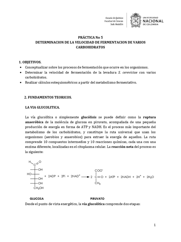 PRÁCTICA No 5. Fermentación | PDF | Fermentación | Glucólisis