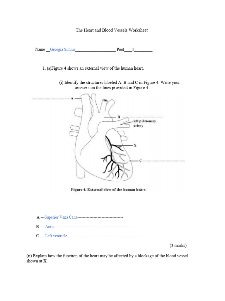 Heart and Blood Vessels Worksheet | PDF | Blood Vessel | Heart