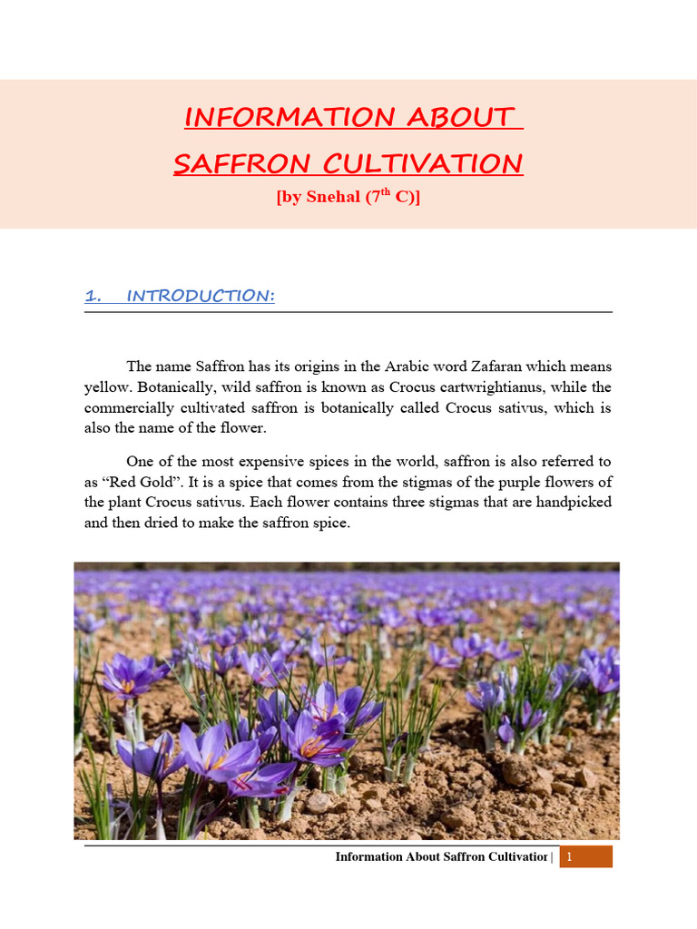 Information About Saffron Cultivation | PDF | Soil | Agriculture