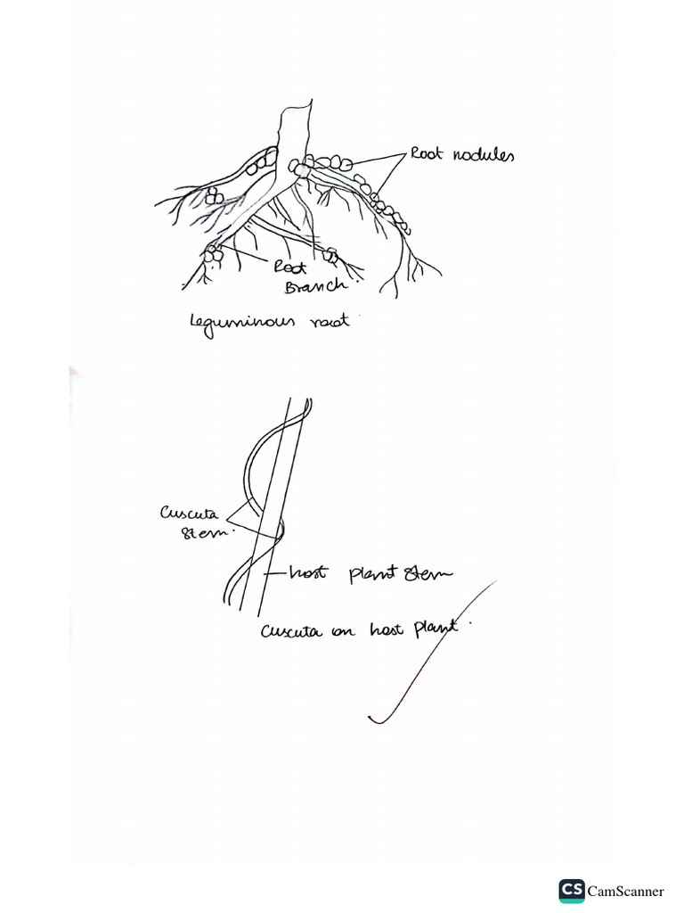 Symbiotic Association In Root Nodules Of Leguminous Plants Cuscuta On