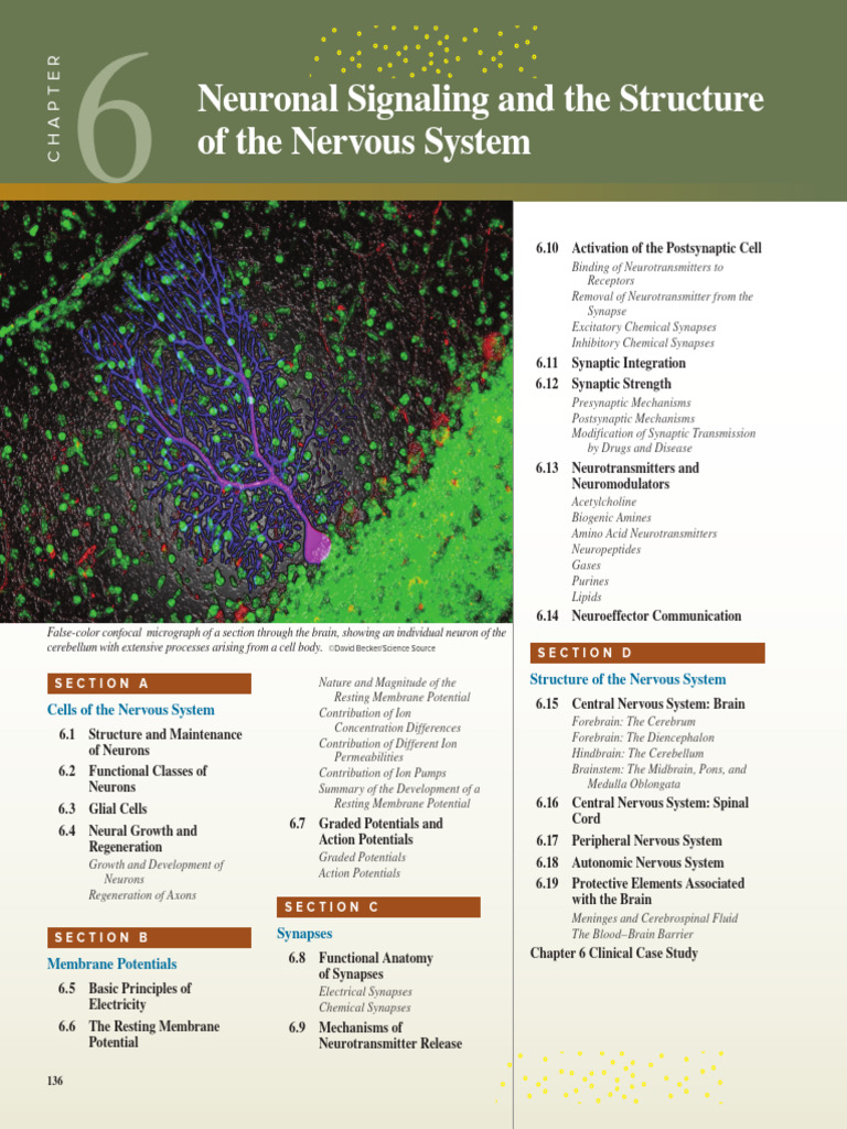 Vanders Chapter 6 | PDF | Neuron | Axon