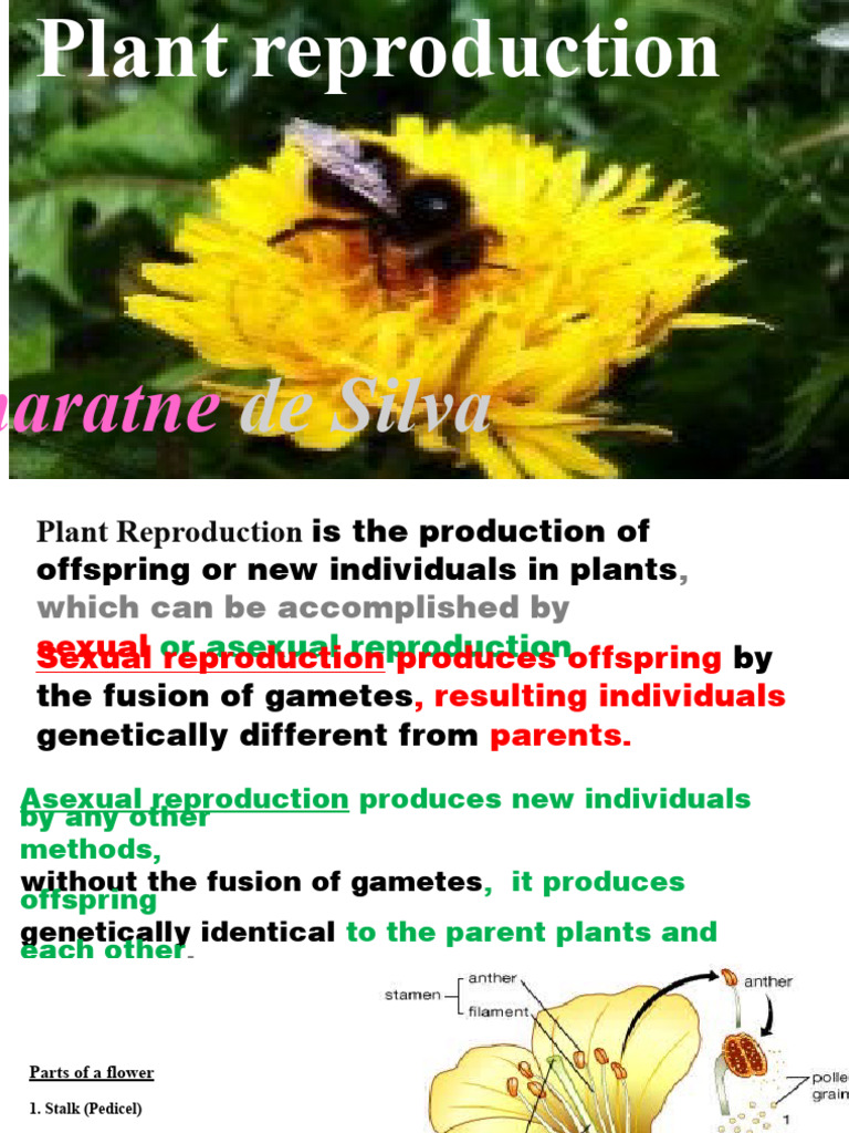 Plant Reproduction IGCSE | PDF