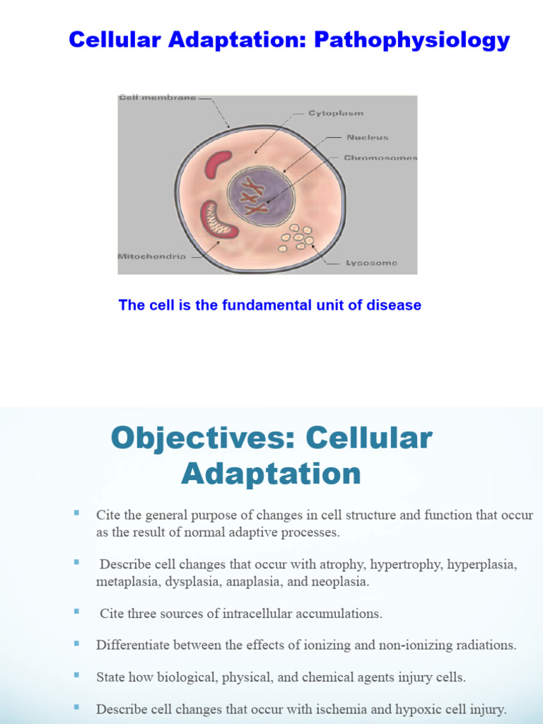 PP Cellular Adaptation | PDF