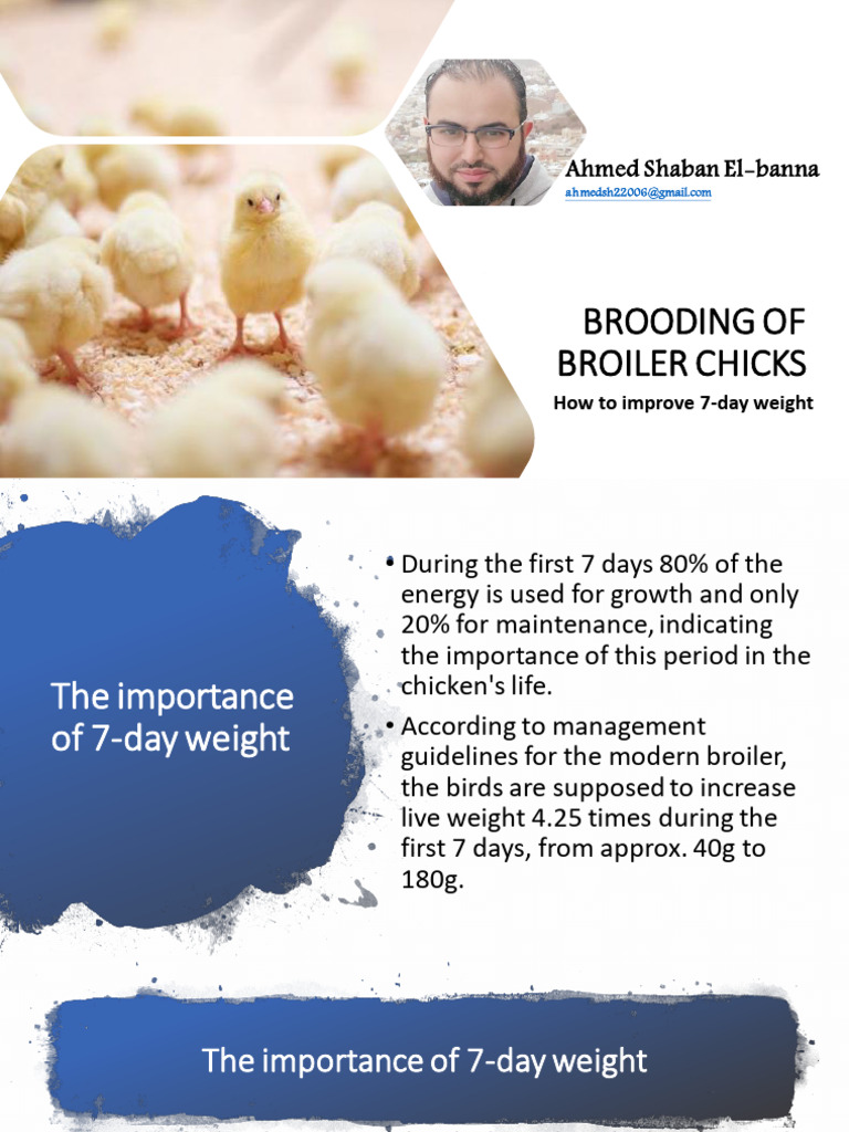 Broiler Brooding 1696955608 | PDF | Humidity | Chicken