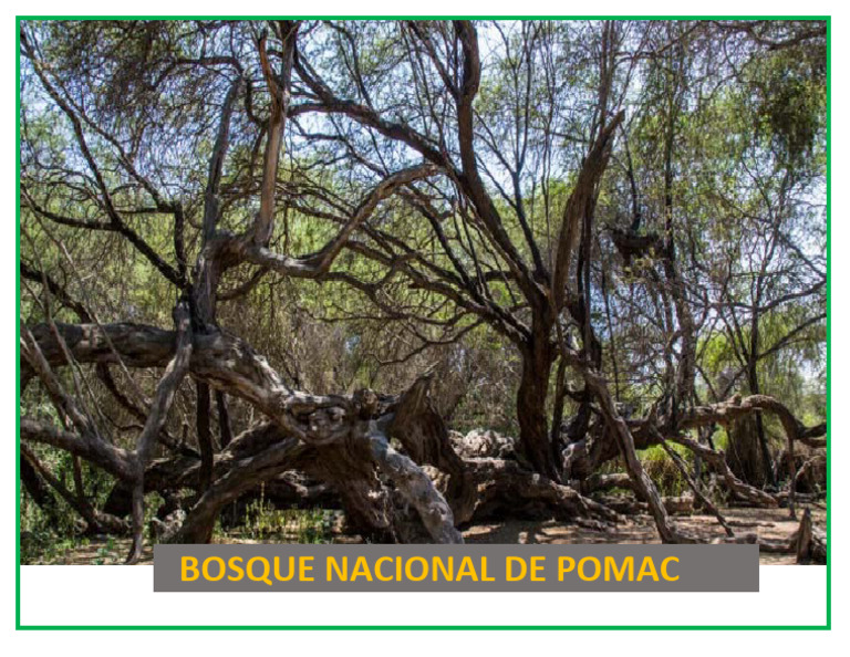 Arbol Milenario | PDF