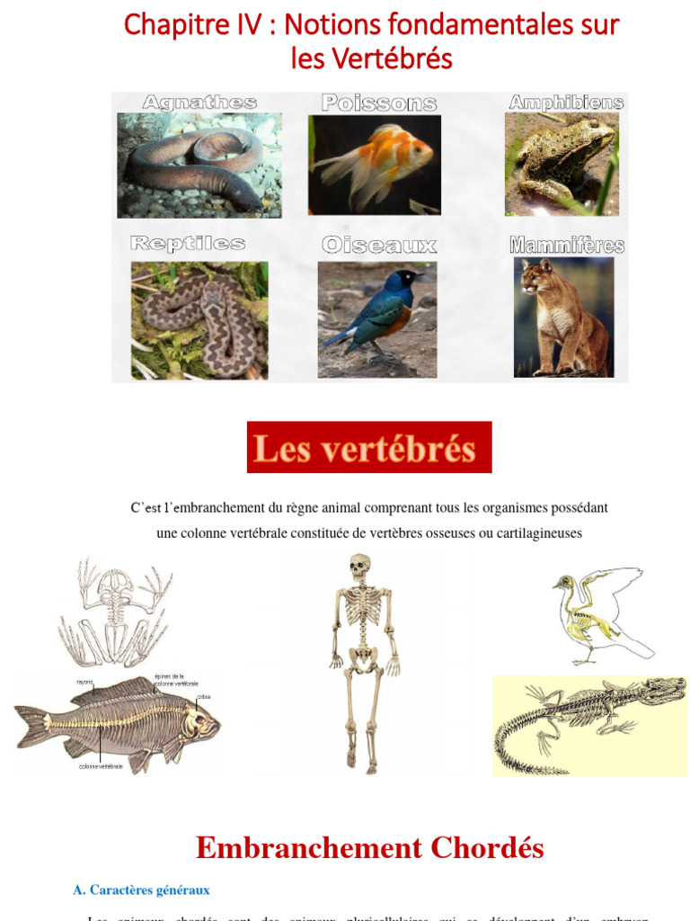 Notions fondamentales sur les vertébrés | PDF | Amphibiens | Crâne