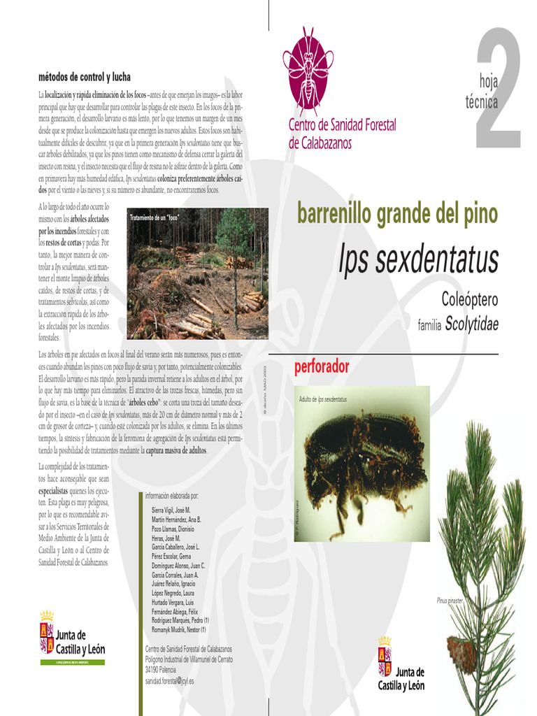 Ficha 2 Ips Sexdentatus | PDF