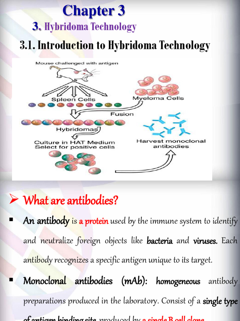 Hybridoma Technology. | PDF | Monoclonal Antibody | Antibody