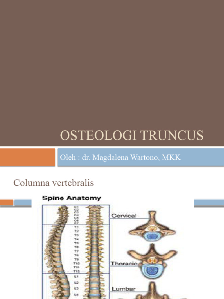 Anatomi Columna Vertebralis dan Vertebrae | PDF | Sains & Matematika