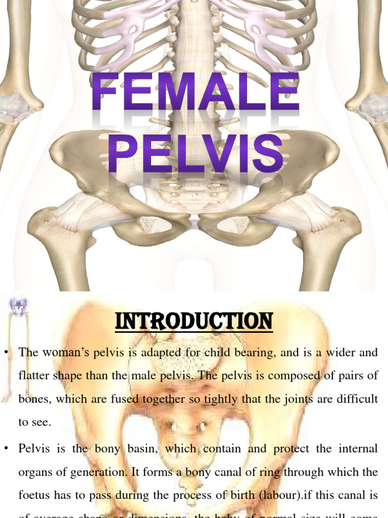Female Pelvis | PDF | Pelvis | Musculoskeletal System