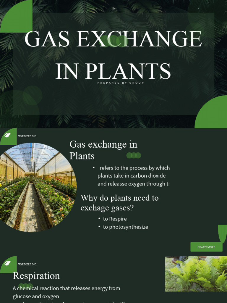 Gas Exchange in Plants. G1 | PDF | Stoma | Leaf