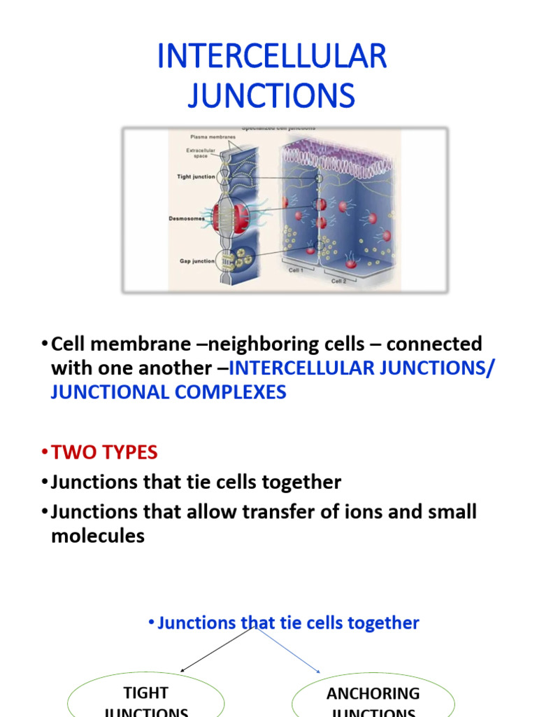 Intercellular Junctions | PDF | Cell Adhesion | Cell Membrane