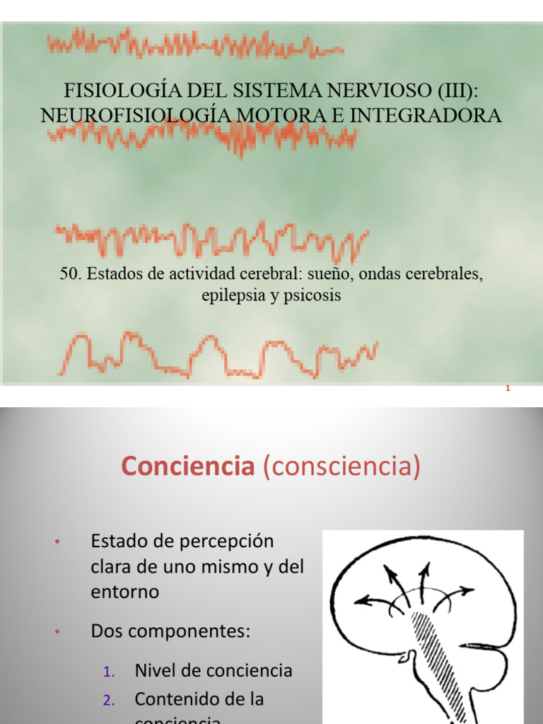 Estados De Actividad Cerebral Pdf Movimiento Rápido Del Ojo Sueño