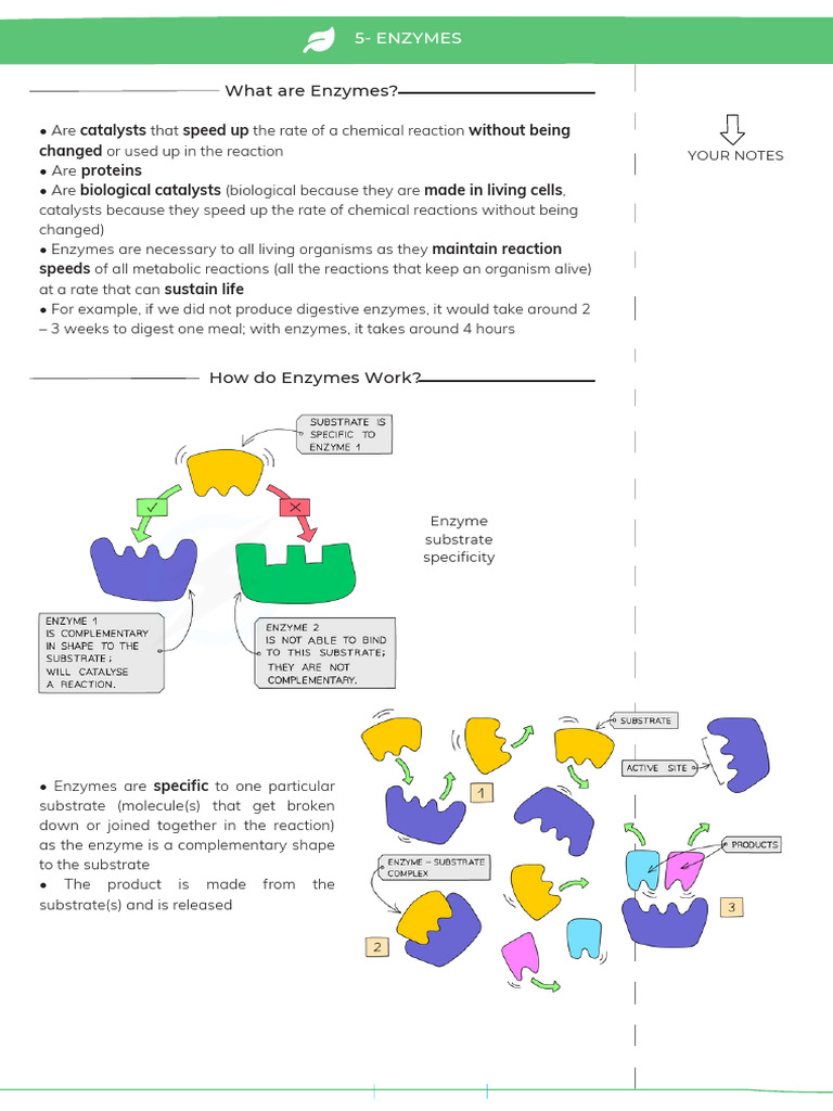Enzymes | PDF | Enzyme | Active Site