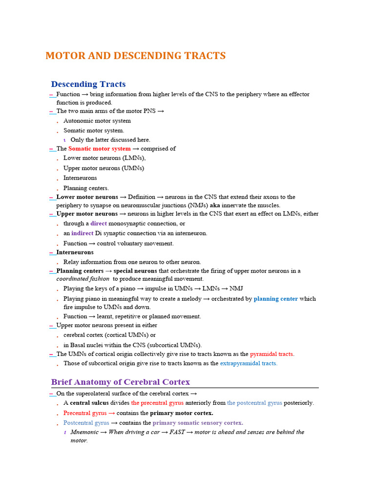 Overview of Spinal Cord Descending Tracts | PDF | Motor Neuron | Spinal ...