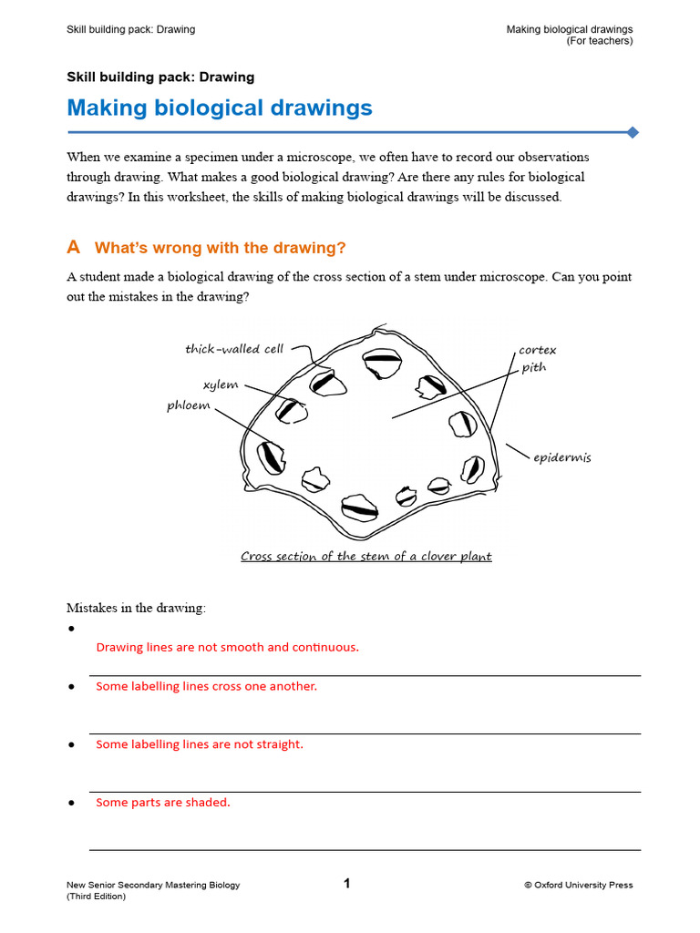 NSSBIO3E Skills Drawing Biological Drawing Ts&Ss e | PDF | Plant Stem ...