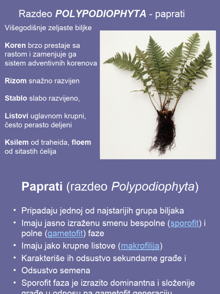 Paprati I Golosemenice | PDF
