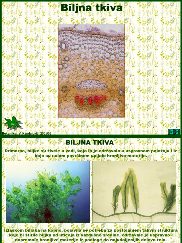 Predavanje03 Tkiva | PDF