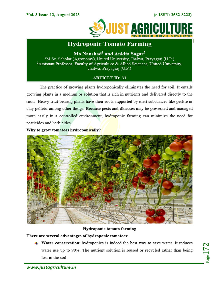 Hydroponic Tomato Farming | PDF | Hydroponics | Agriculture