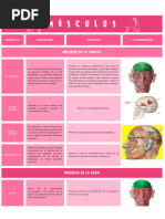 Músculos de Cabeza y Cuello | PDF | Anatomía humana | Sistema esquelético