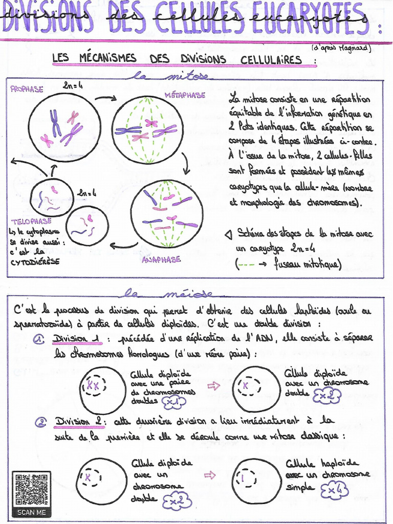 1 - Divisions Des Cellules Eucaryotes | PDF