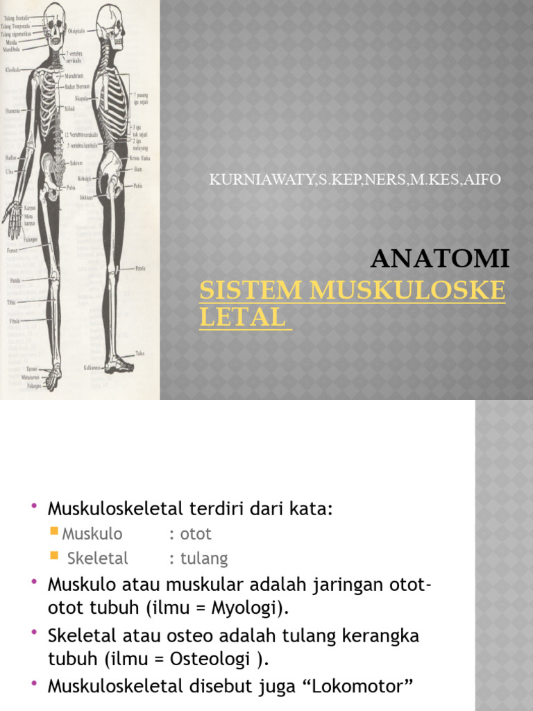 Sistem Muskuloskeletal | PDF
