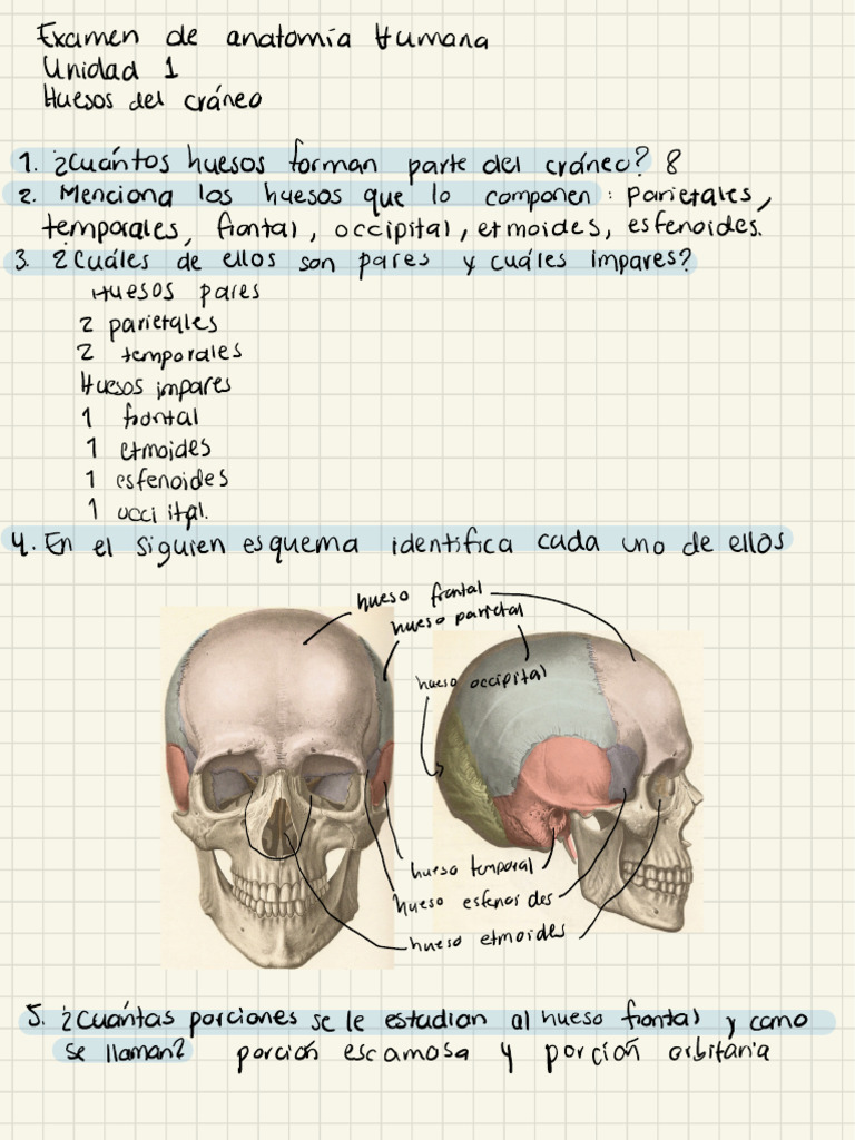 Huesos Del Craneo | PDF | Cráneo | Anatomía