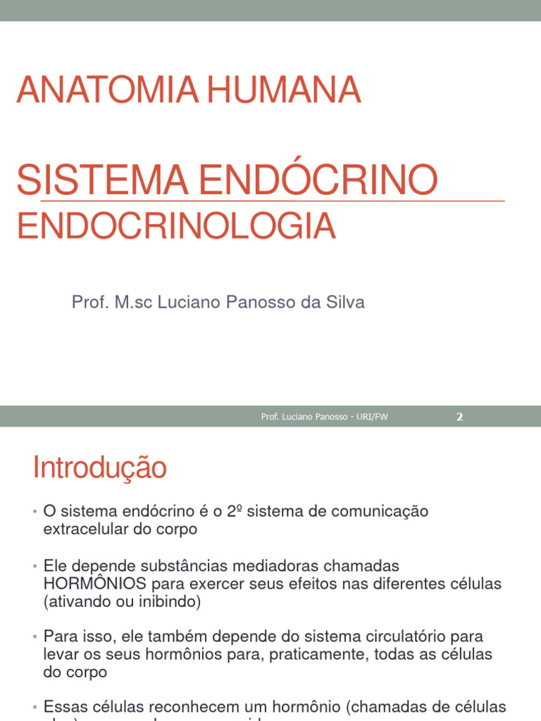 Anatomia Humana - Sistema Endócrino | PDF | Pâncreas | Glândula pituitária