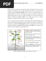 Morphologie et Types de Tiges Végétales | PDF | Tige (Plante ...