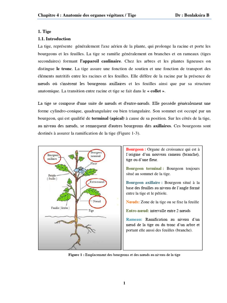 Anatomie de la Tige Végétale | PDF | Tige (Plante) | Tissu biologique