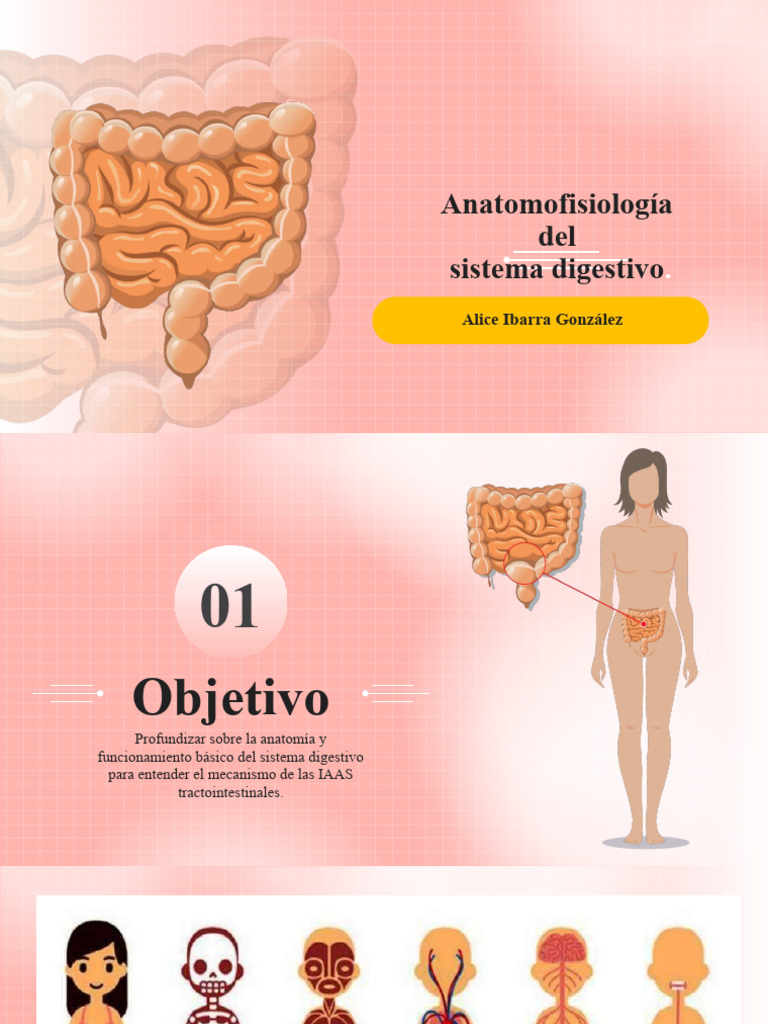 Sistema Digestivo | PDF | Digestión | Sistema digestivo humano