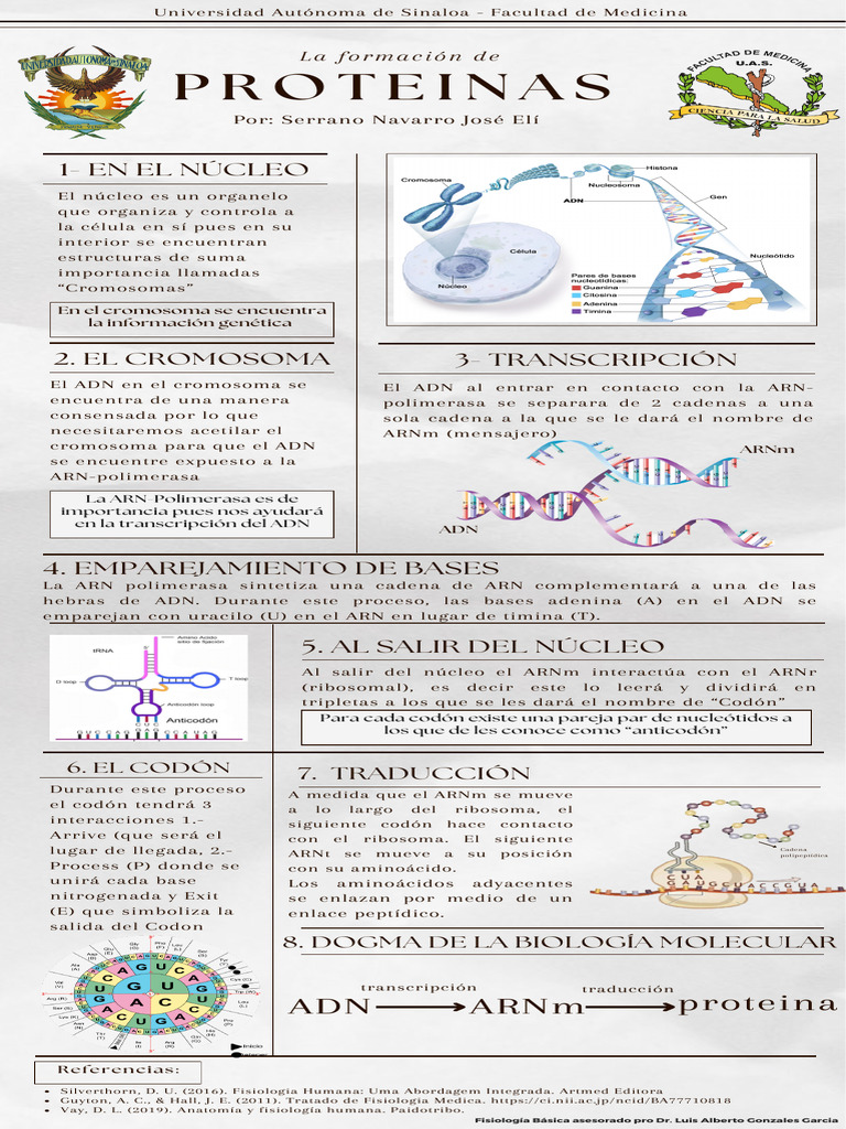 Transcripción y Traducción del ADN | PDF | Rna | Adn