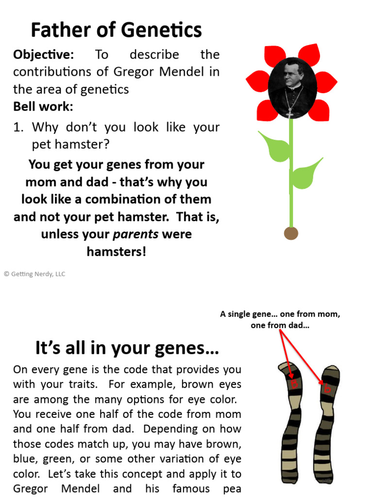 Mendel's Genetic Discoveries Explained | PDF | Dominance (Genetics ...