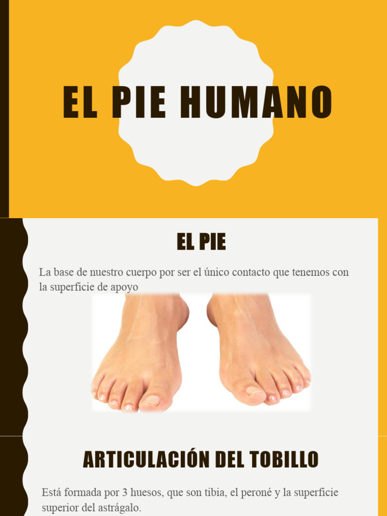 Tipos y Estructura del Pie Humano | PDF | Pie | Tobillo