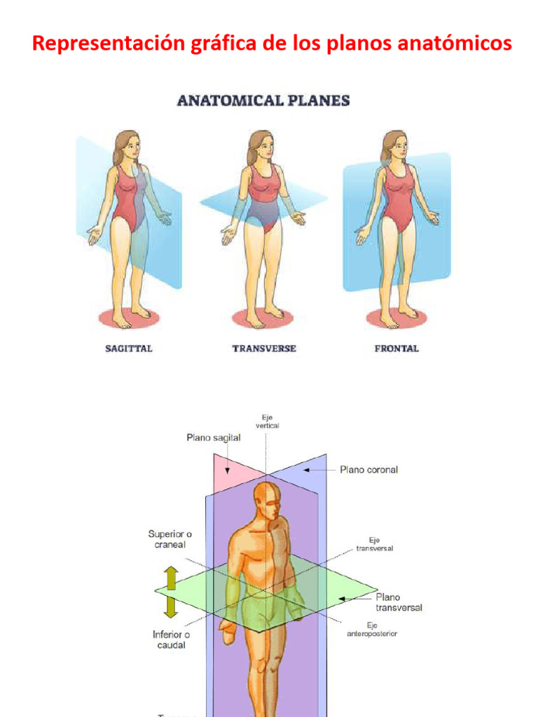 Planos Anatómicos: Representación Gráfica | PDF